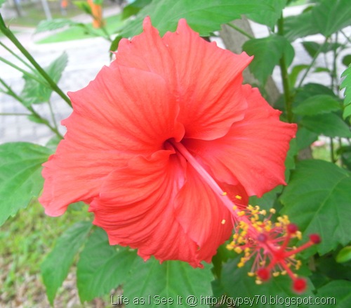 Capture life as I see it: Ruby Tuesday-Red Hibiscus